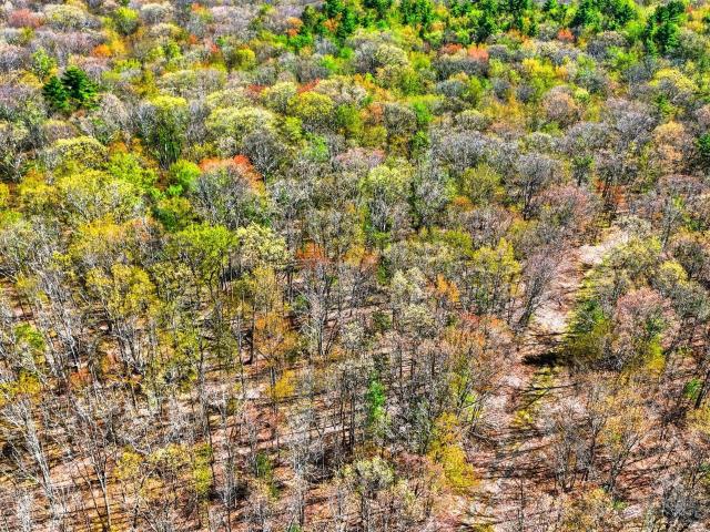 Whispering Oaks Road