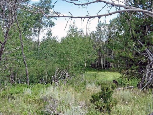 Wilderness Ranch Rd, Sand Creek Township, CO 82070