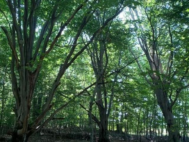 Wildwood Trail # Lot A
