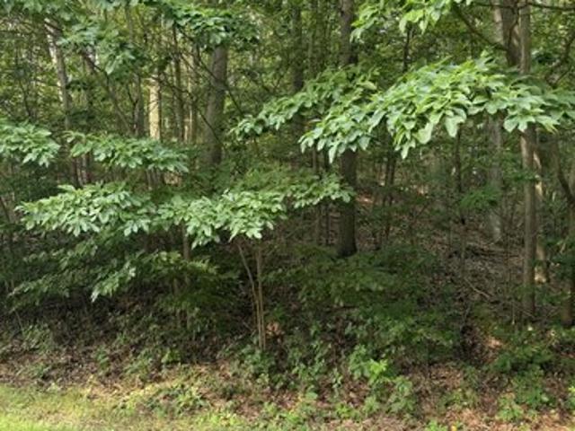 Wildwood Dr, West Olive, MI 49460
