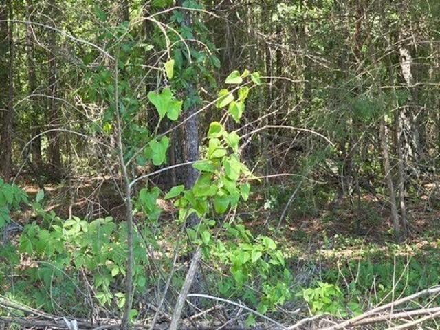 Willow Lake Rd, Fort Valley, Plot For Sale