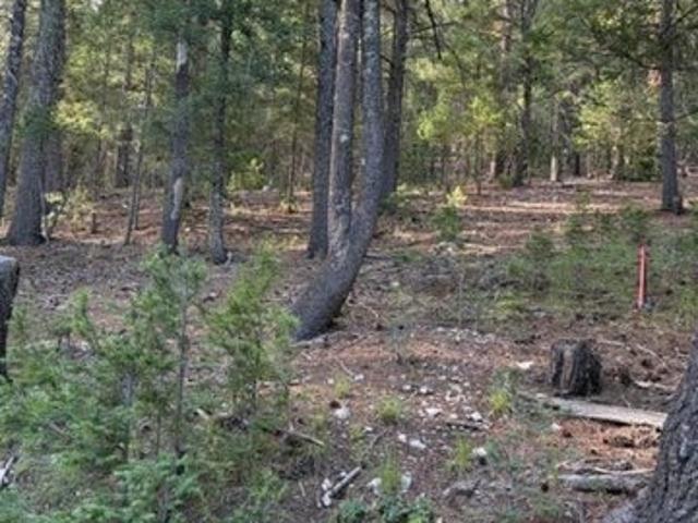 Woodchuck, Cloudcroft, NM 88317