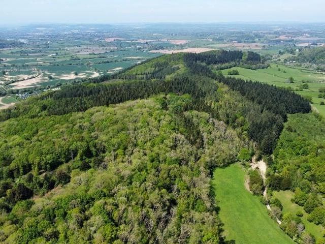 Woodland for sale