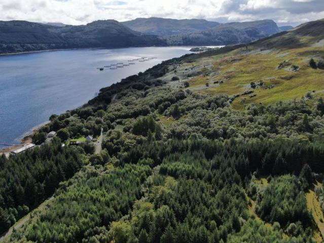 Woodland for sale
