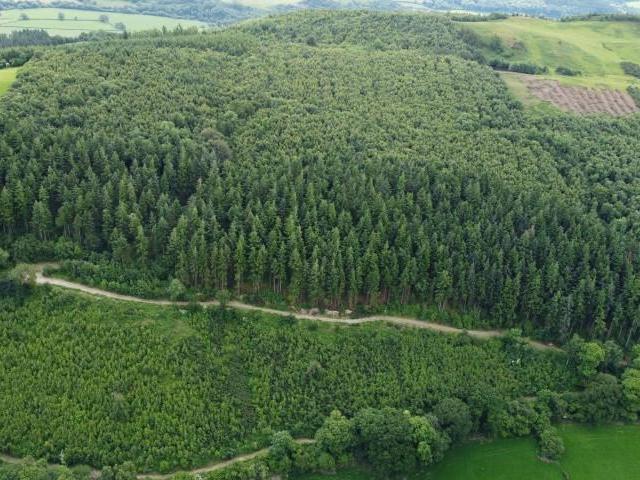 Woodland for sale