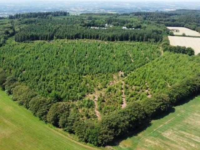 Woodland for sale