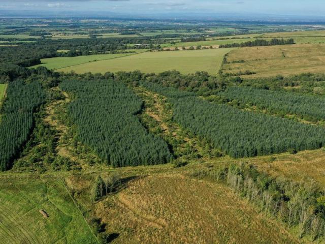 Woodland for sale