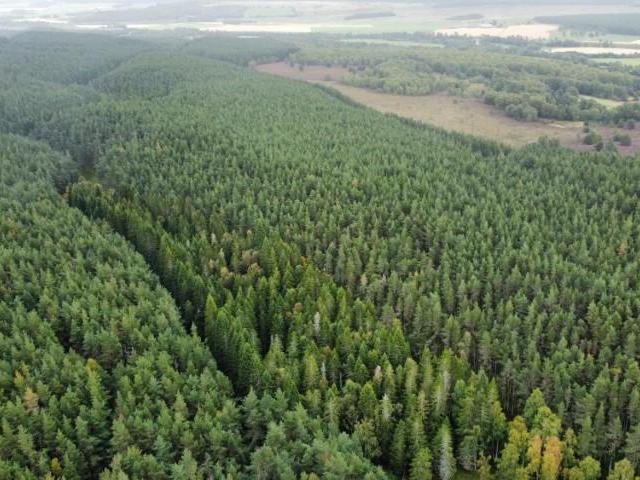 Woodland for sale
