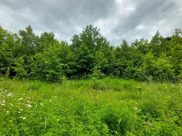 Woodland for sale