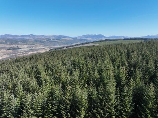 Woodland for sale
