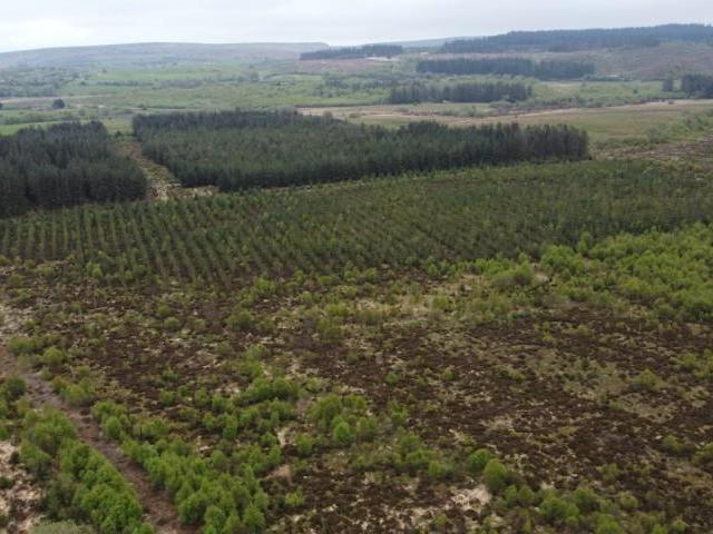 Woodland for sale