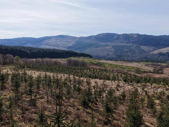 Woodland for sale