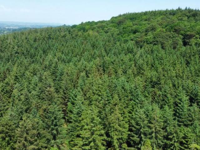 Woodland for sale