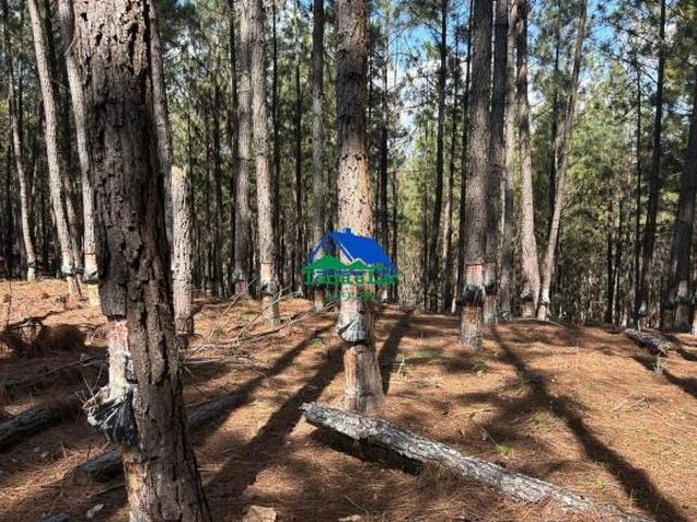 🌲  FAZENDA COM 129 HECTARES EM SERRANOS – SUL DE MINAS GERAIS