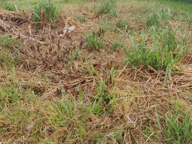 ✅  TERRENO INTEIRO 420m² NO JARDIM ACLIMAÇÃO EM MARINGÁ/PR!