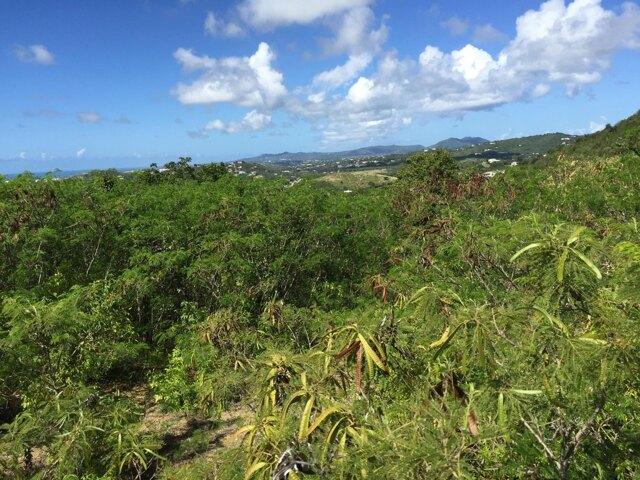 Yellow Clf # Eb, Saint Croix, Plot For Sale