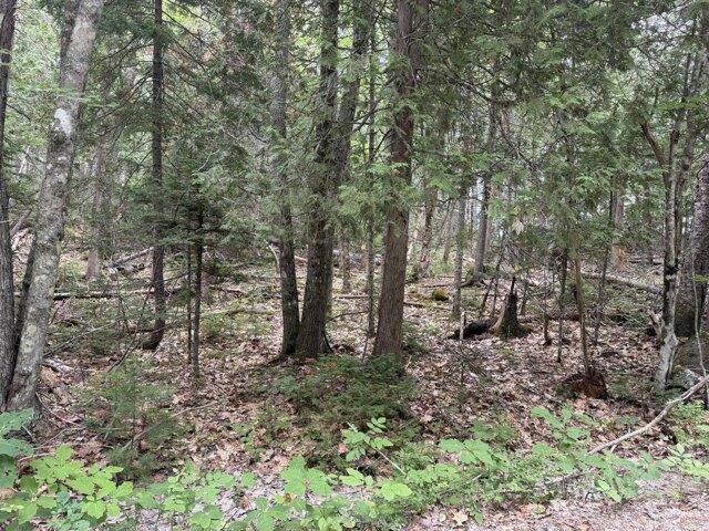 Youngs Point Rd, Brooksville, Plot For Sale