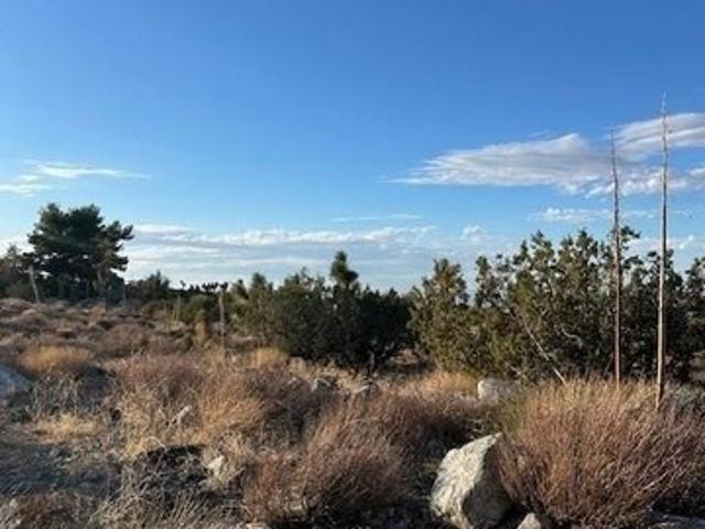 Yucca, Pinon Hills, CA 92372