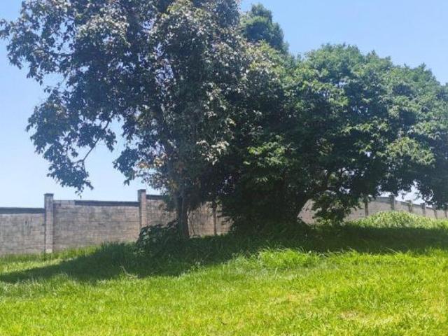 Acorde com o Canto dos Pássaros Todos os Dias