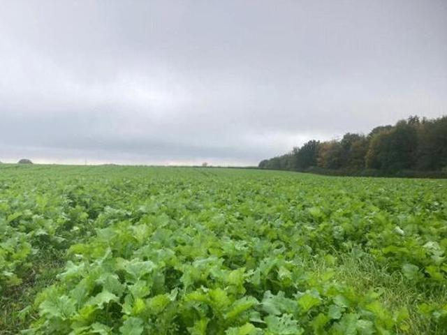 Acres Of Stubble Turnips, Property For Rent