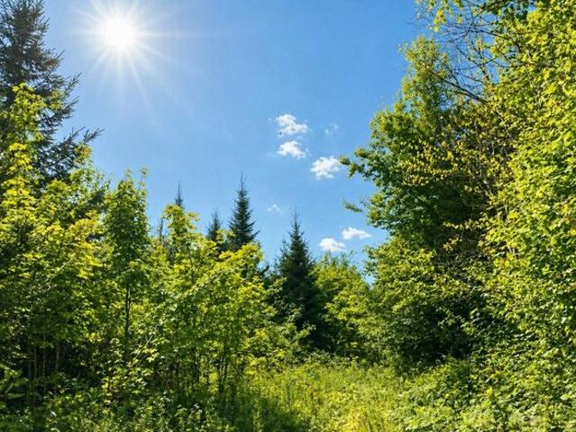Abel Cyr Rd, Cyr Plt, Plot For Sale