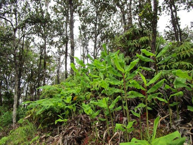 Ala Naulani Rd, Volcano, HI 96785