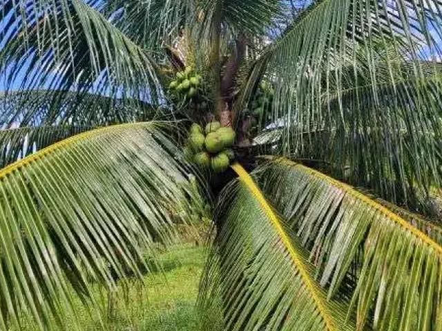 alugo fazenda de coqueiro na grande natal zona sul entre s. José e Goianinha