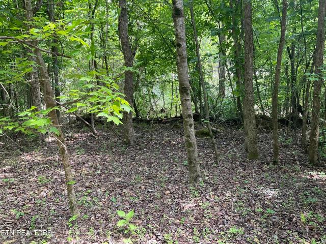 Anna Laura Lane, Rockwood, TN 37854