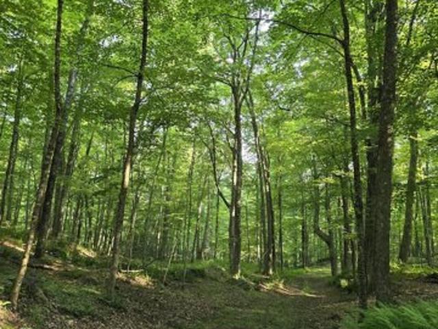 And Coop Sawmill Rd, Manchester, Plot For Sale