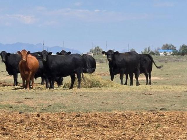 Ash St, Moriarty, NM 87035