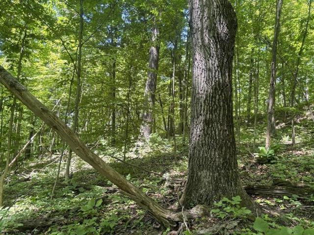 Ashland Rdg Lot 1, Porters Falls, WV 26162