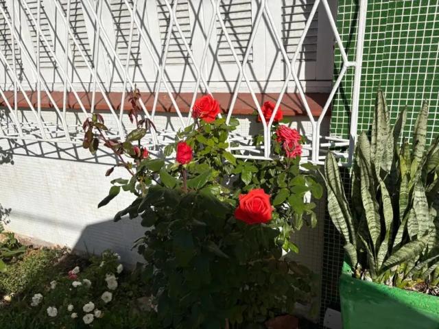 Apartamento 1 dormitório próximo Shopping Praia de Belas