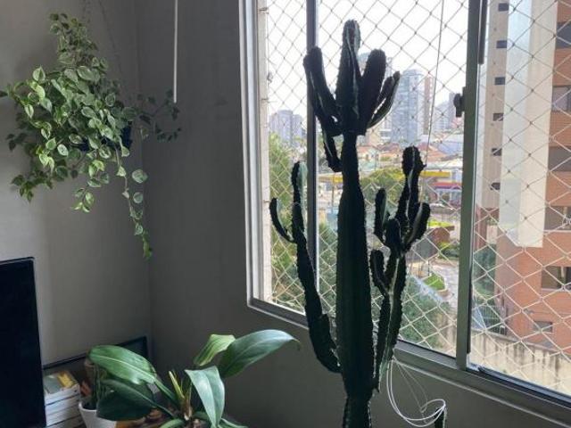 Apartamento no Vila Mariana em São Paulo SP código 39257