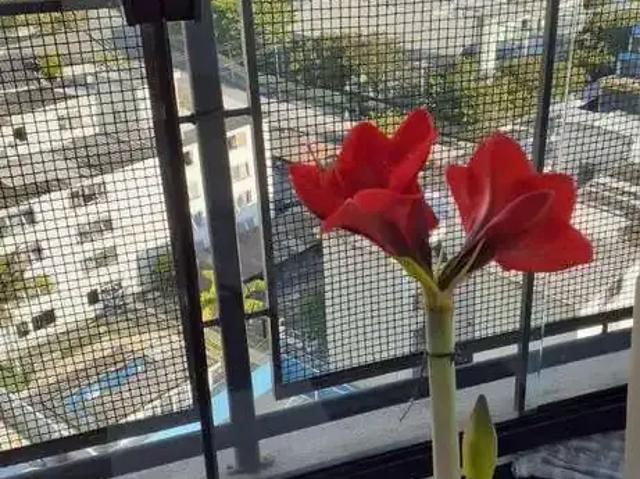 Apartamento para Locação em Mogi das Cruzes/SP Vila Mogilar 3 Quartos