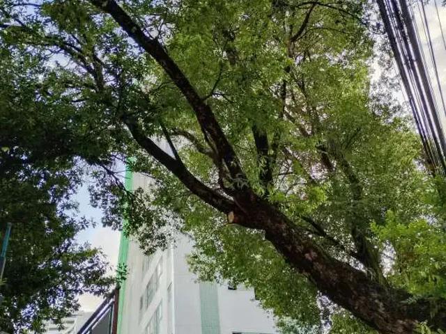 Apartamento para Locação em Recife/PE Graças 1 Quartos