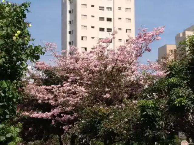 Apartamento para Locação em São Paulo/SP Santo Amaro 1 Quartos