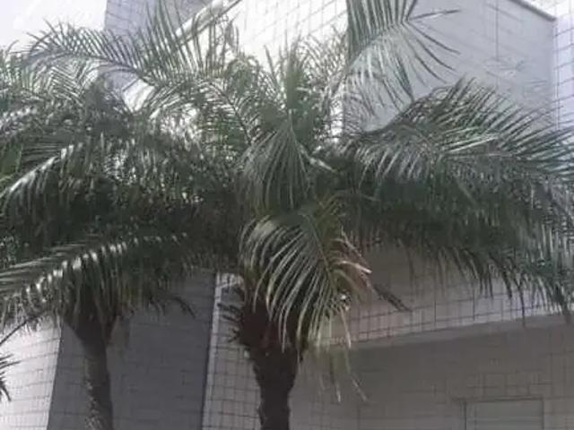Apartamento para Venda em Itanhaém/SP Jardim Iberá 2 Quartos