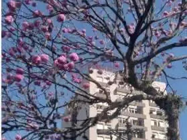 Apartamento para Venda em São José dos Campos/SP Jardim Bela Vista 3 Quartos