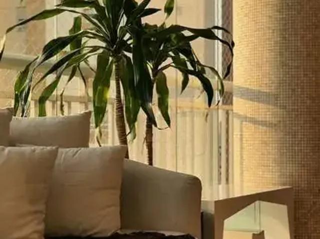 Apartamento para Venda em São Paulo/SP Chácara Santo Antônio Zona Leste 3 Quartos