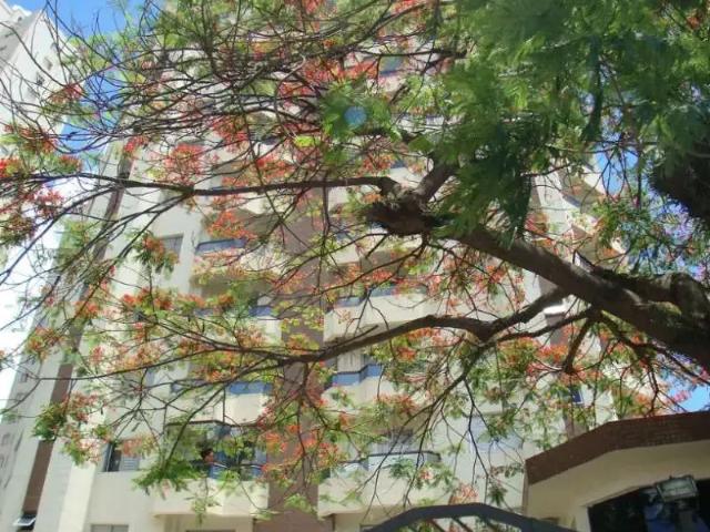 Apartamento para Venda em São Paulo/SP Parque Mandaqui 3 Quartos