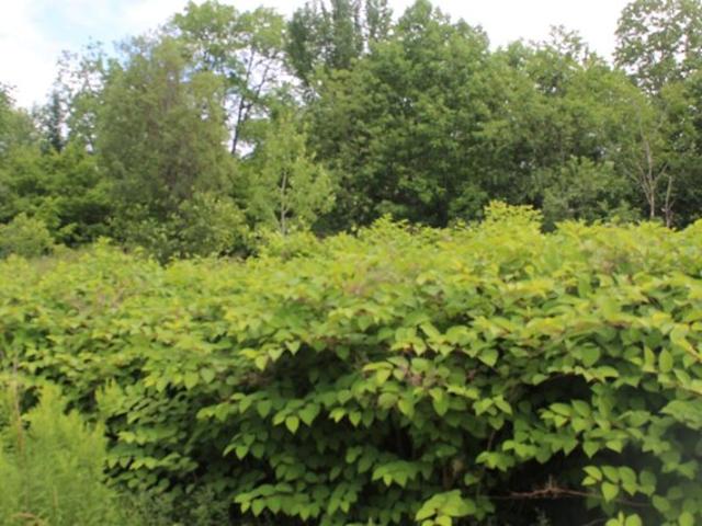 Aroostook Scenic Hwy, Moro Plt, Plot For Sale