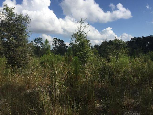 Archer FL 32618 101012217