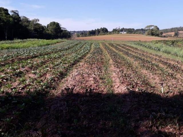 Área à venda, 26000 m² por R$ 1.040.000,00 Bairro dos Mendes Cotia/SP