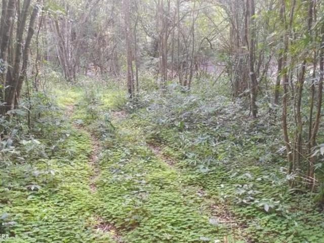 AREA A VENDA COM 7,9,3 HECTARES SÃO PEDRO DO MARATÁ MONTENEGRO