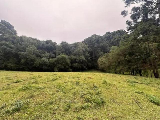 Área à venda em Campo Largo/PR