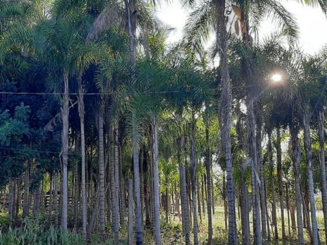 Área à venda no bairro Rural em Jaraguari/MS
