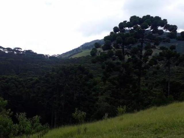 Área Comercial de 911 hectares com Pastagens e Eucaliptos em Centro, Passa Quatro, MG