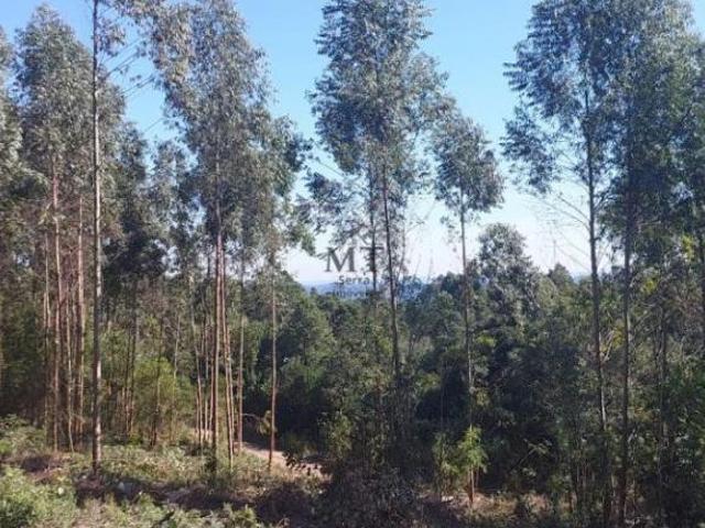 Área de terra bairro Linha Imperial, Nova Petrópolis.RS