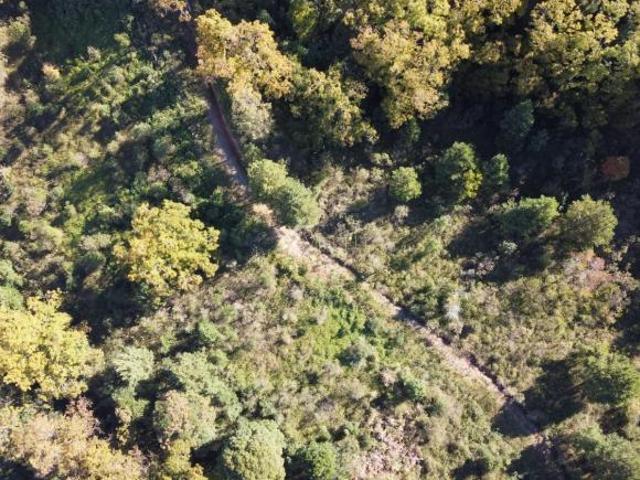 ÁREA DE TERRA EM FLORES DA CUNHA