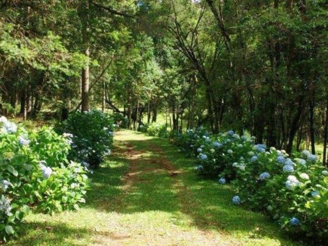 ÁREA DE TERRA EM SÃO FRANCISCO DE PAULA!